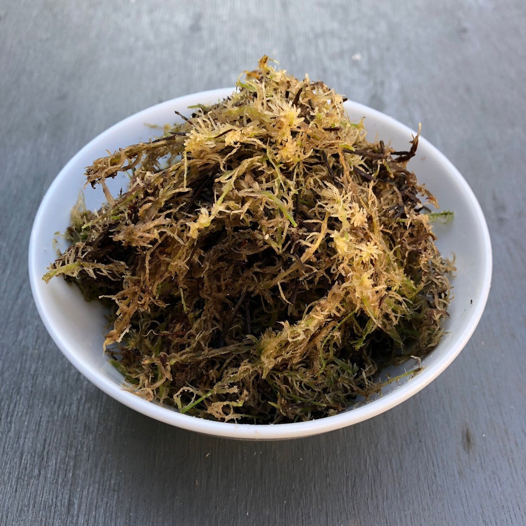 Sphagnum Moss • Natural Drainage Filter Substrata for Terrariums ...