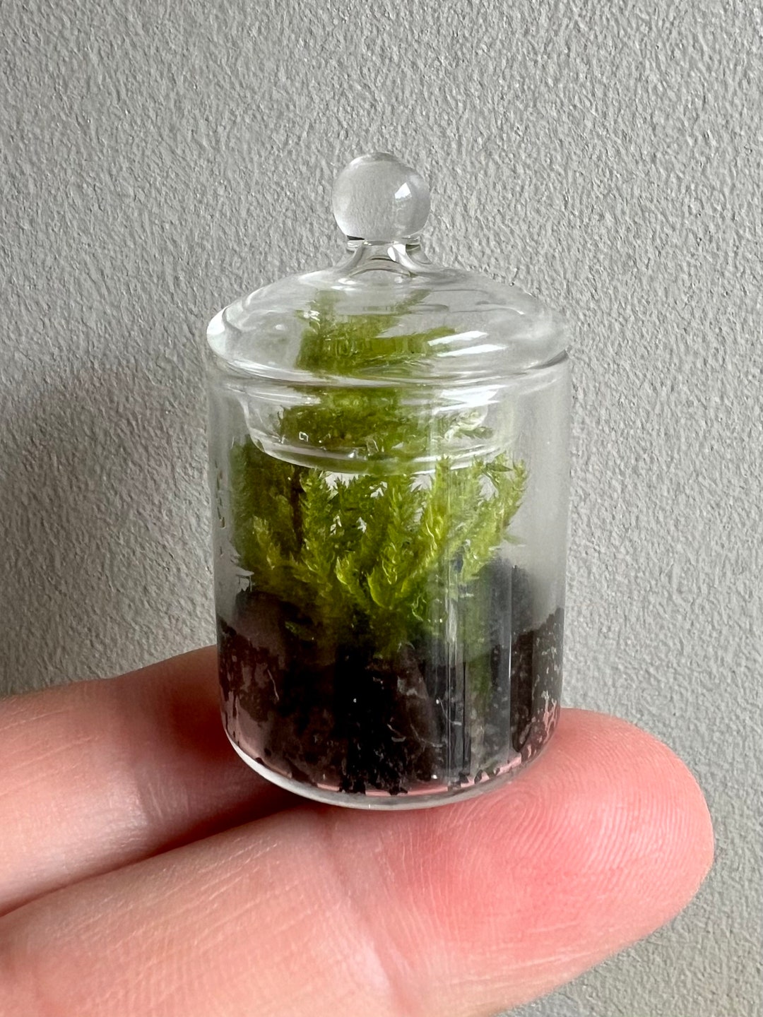 Tiny Terrarium With Live Moss • Miniature Moss Terrarium • Micro ...