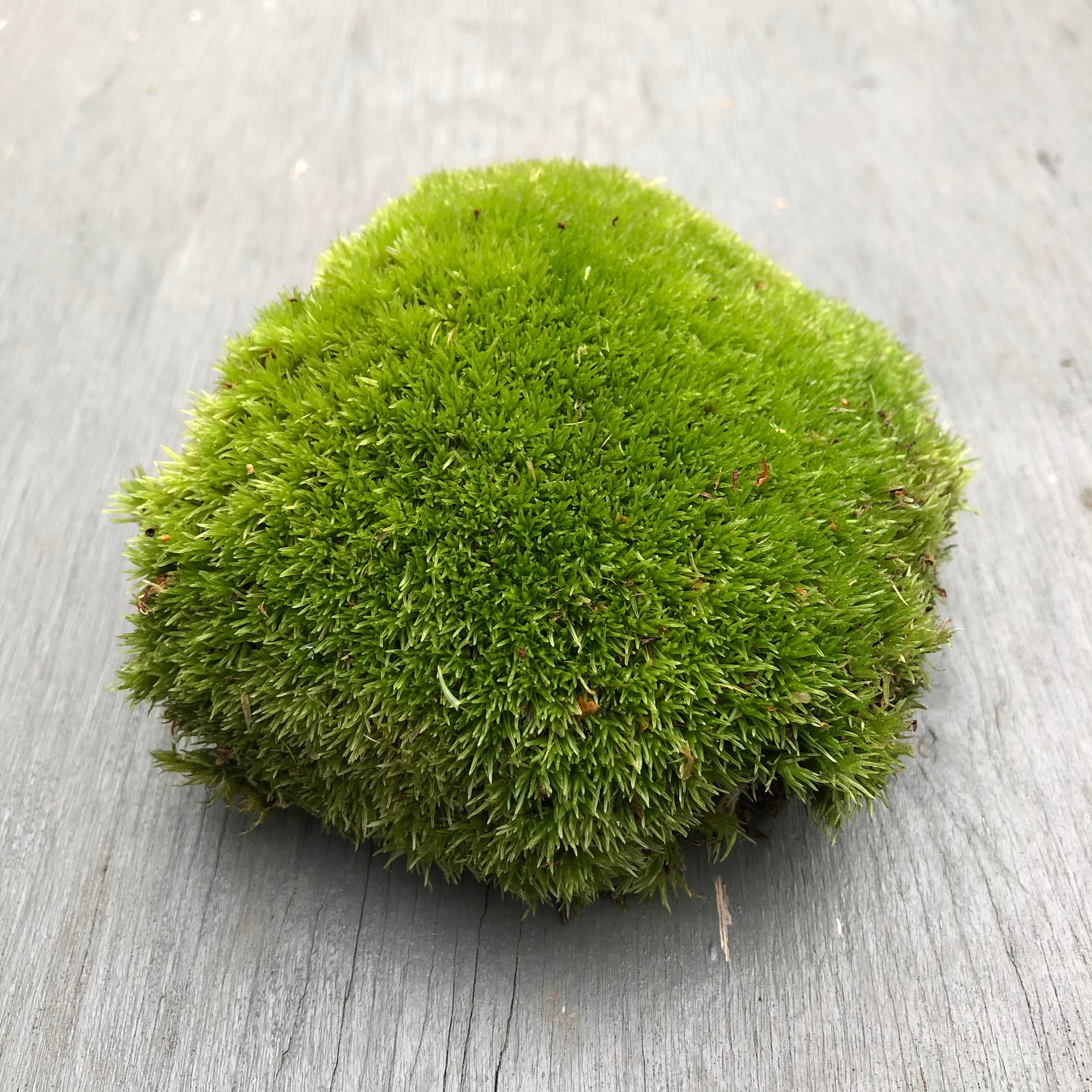 Üppiges Live Kissenmoos • Premium Lebendes Brötchen Moos für Terrarium ...