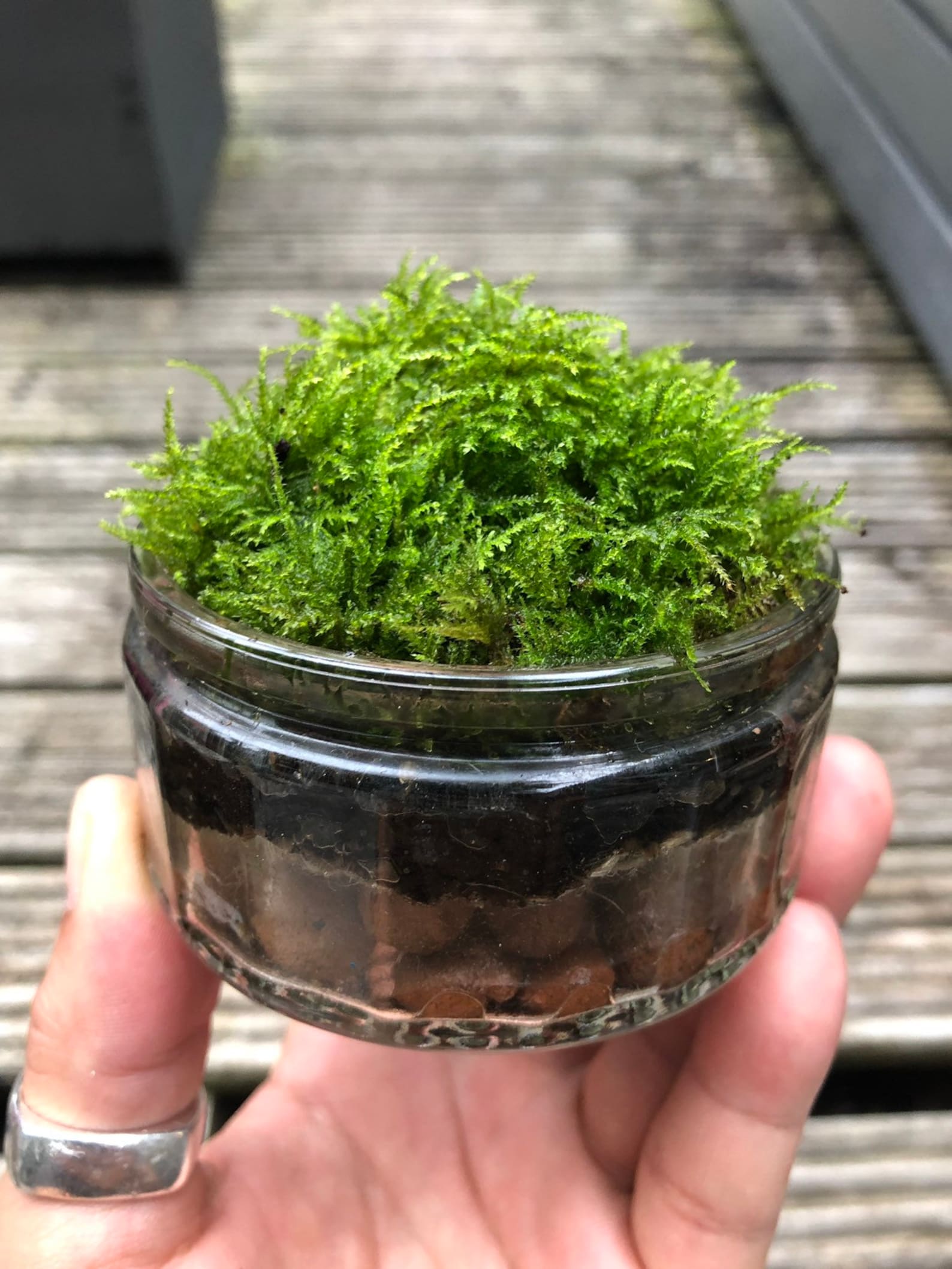 Mousse vivante : mousse verte naturelle pour terrarium, bonsaï, jardin ...