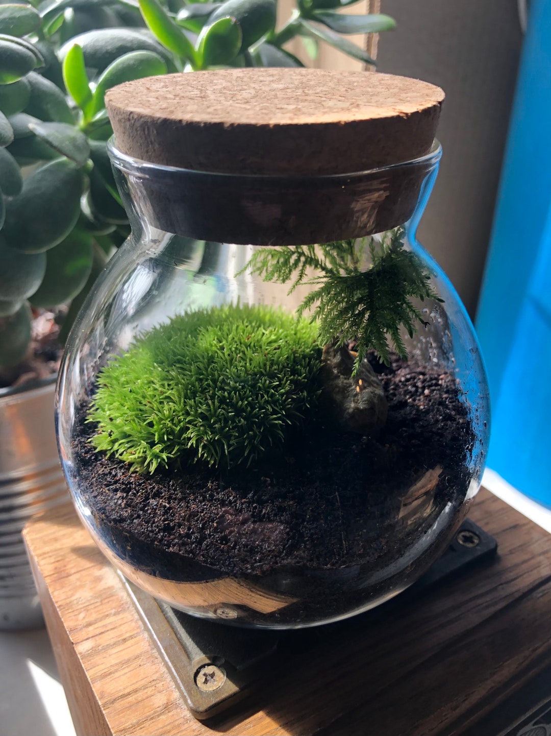Mini Live Moss Terrarium Kit: Bun Moss, Cork Lid - Etsy