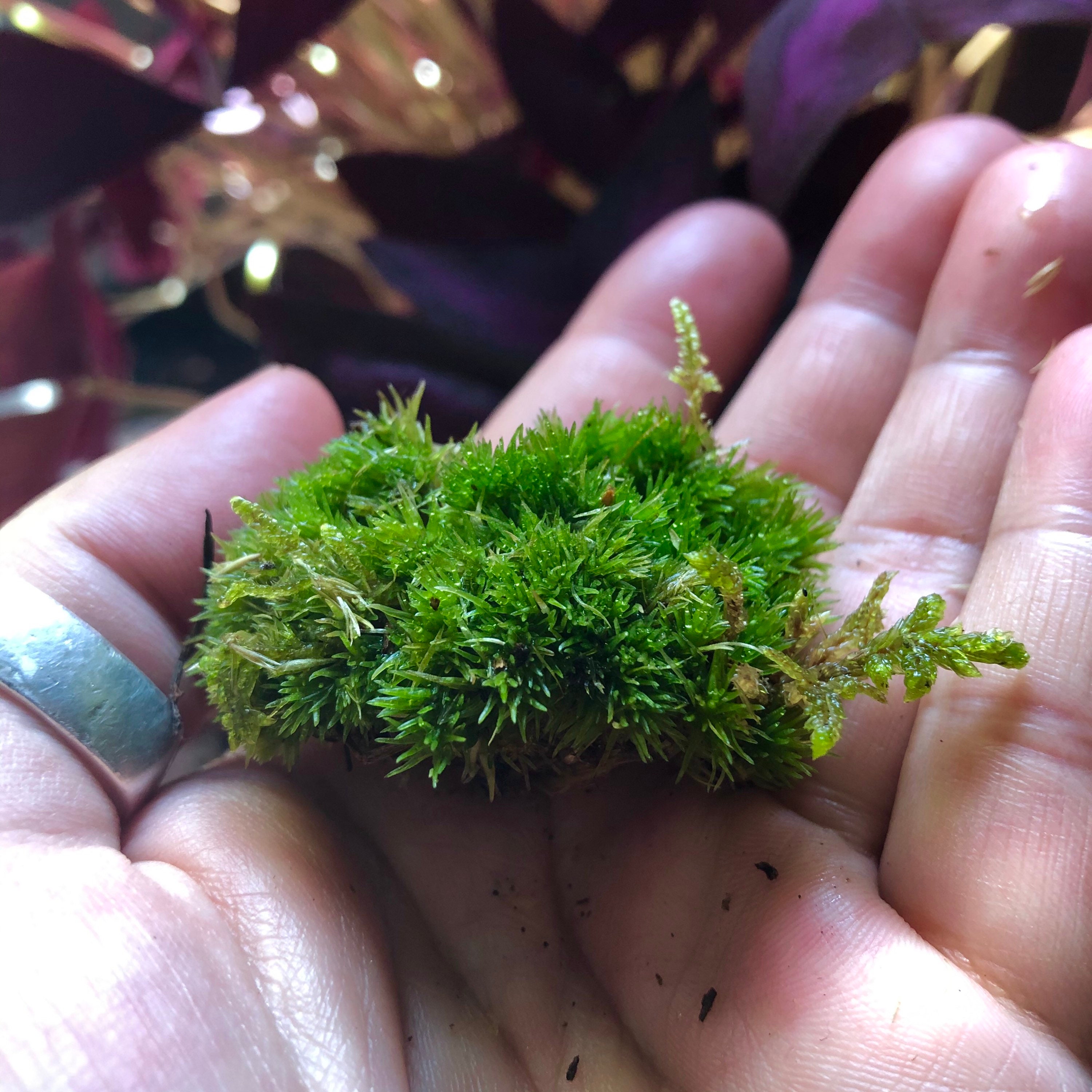 Tiny Bun Moss Snippets Mini Moss Fronds Loose Moss Pieces | Etsy