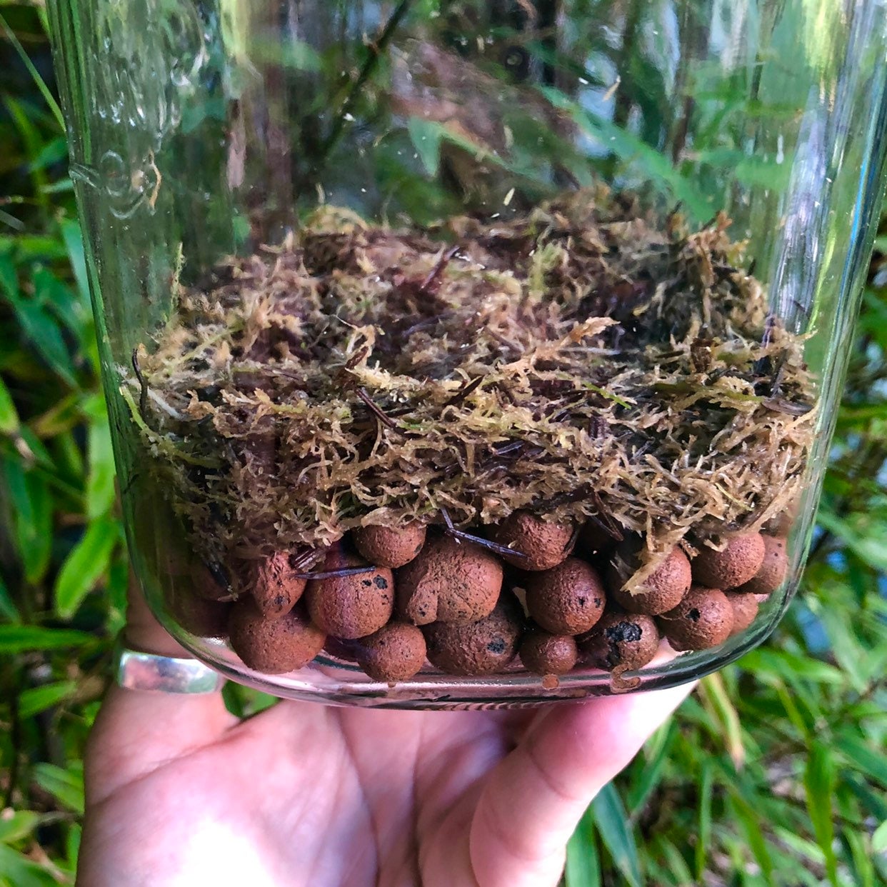 Sphagnum Moss Natural Drainage Filter Substrata for | Etsy UK