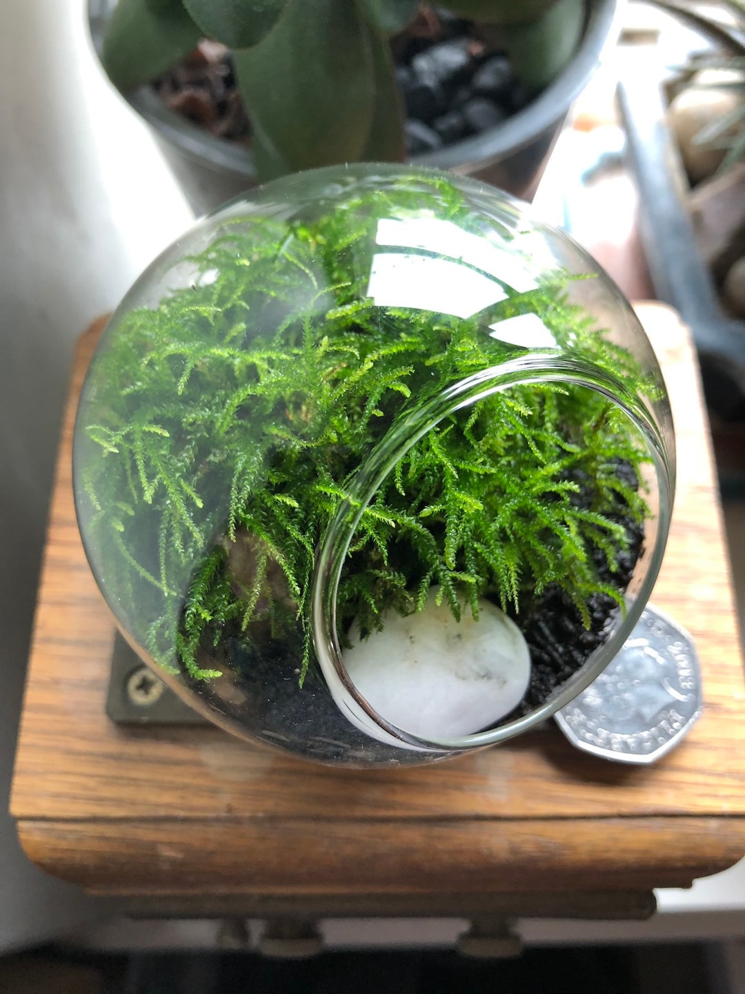 Micro Terrarium Kit • Mini Moss Terrarium • Tiny Mossarium Gift for ...