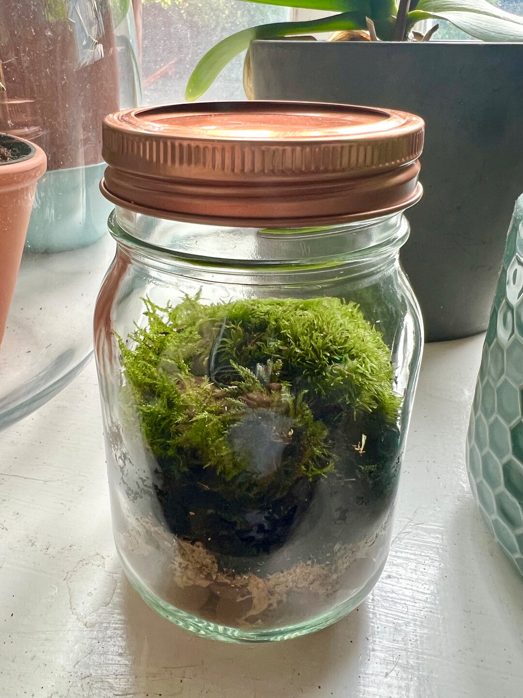 Copper Lid Mini Mossarium • DIY Terrarium Kit Gift for Plant Lovers ...