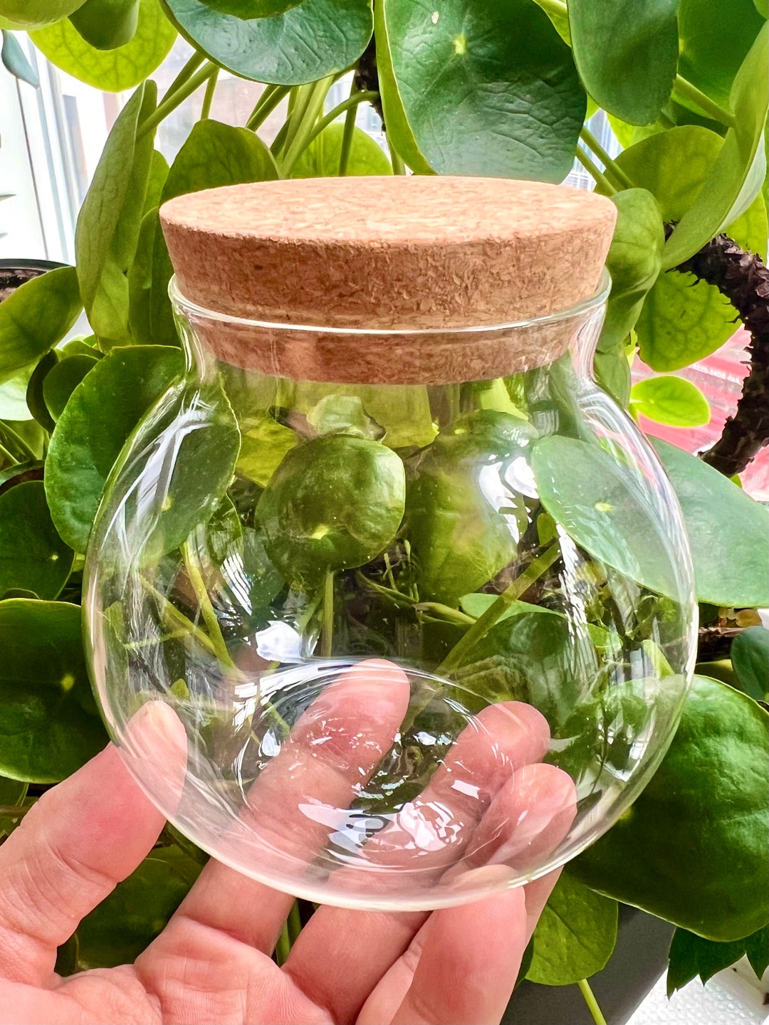 Cute Glass Terrarium With Cork Lid • Small Glass Round Terrarium ...