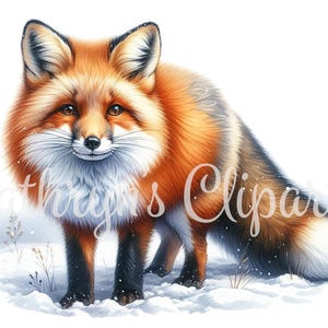 5 Foxes in the Snow PNG Clipart With Transparent Background - Etsy