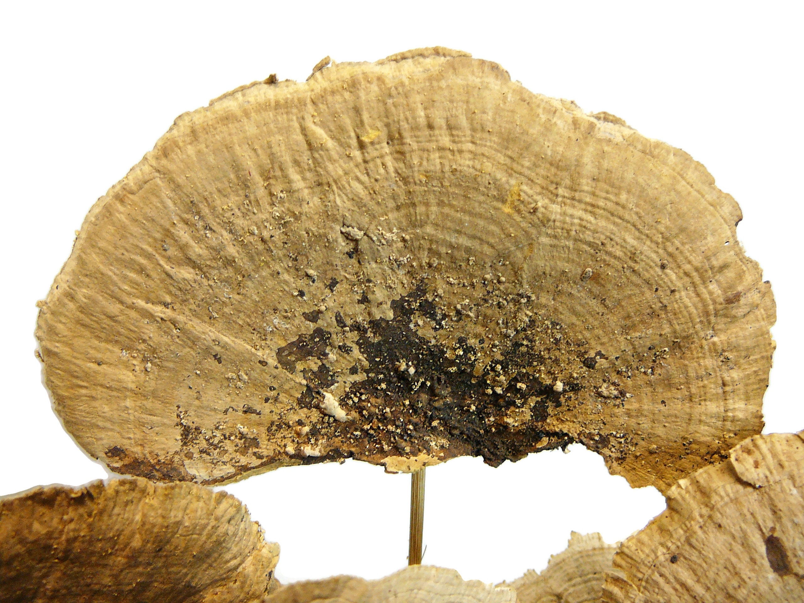 7 Dried Sponge Mushrooms On A Stick Dried Natural Mushrooms Etsy