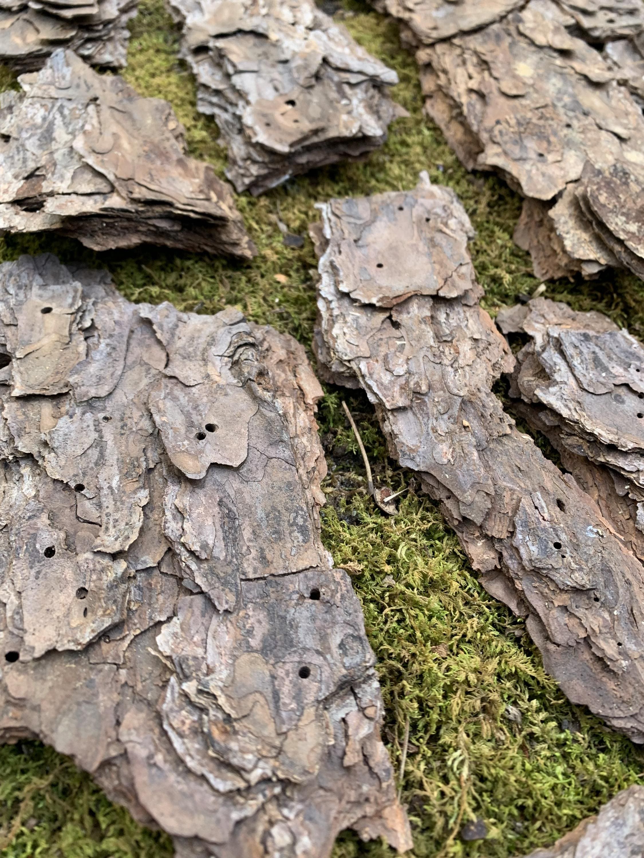 Natural Pine Bark Pieces • 21 Pcs (1 Lb) • Forest Craft Supplies ...