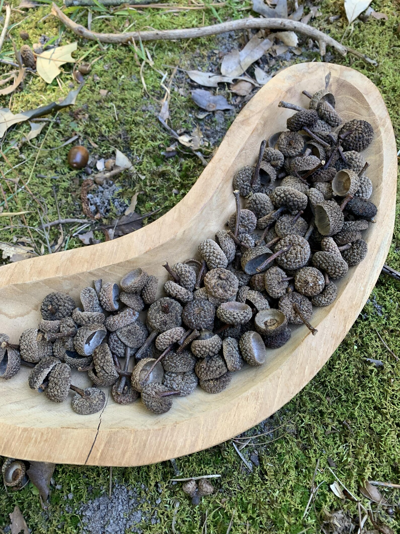 Natural White Oak Acorn Caps: 50/100, DIY Craft Supply - Etsy