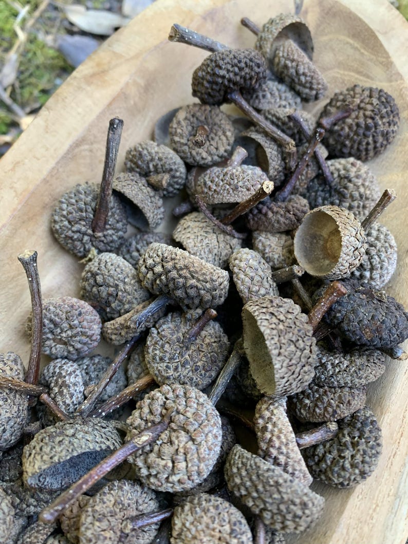 Natural White Oak Acorn Caps: 50/100, DIY Craft Supply - Etsy