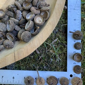 Natural White Oak Acorn Caps: 50/100, DIY Craft Supply - Etsy