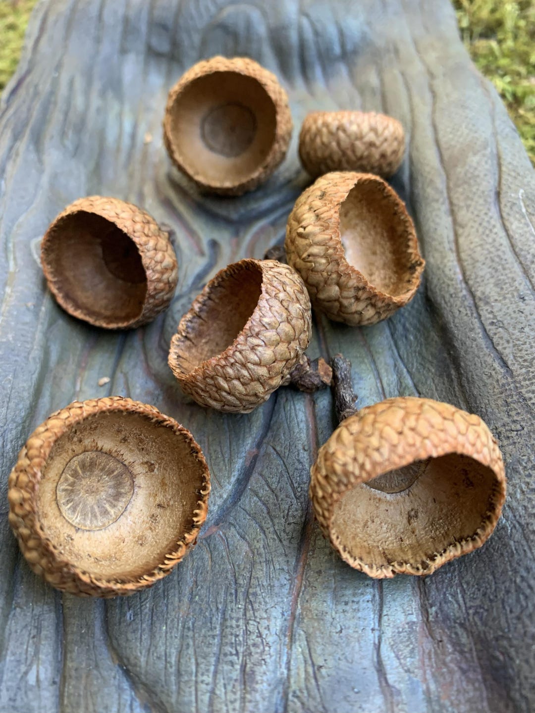 Large Black Oak Acorn Caps – Natural Woodland Decor, Craft Supplies - Etsy