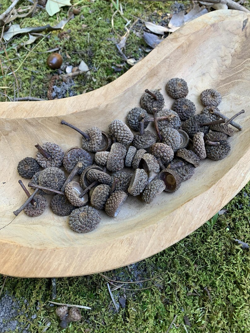 Natural White Oak Acorn Caps: 50/100, DIY Craft Supply - Etsy