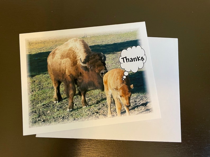 Humorous Bison, Animal Photography, Thank You Note Card - Etsy