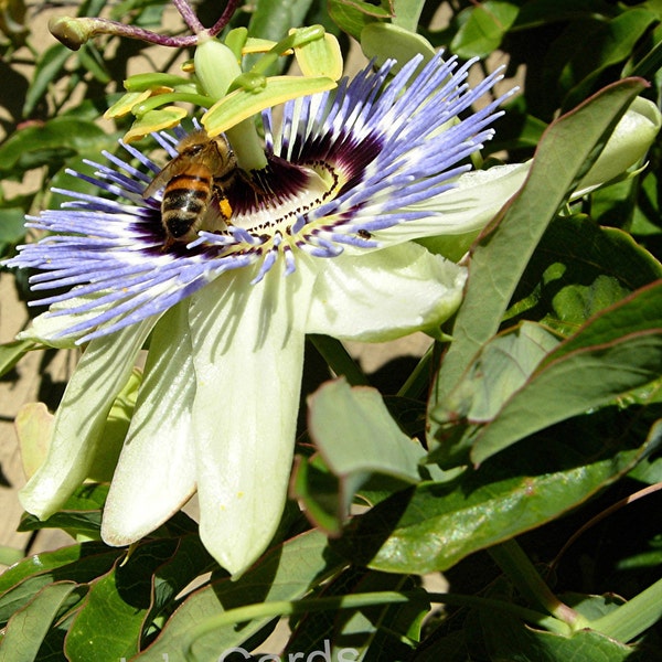 Passion Bee Flower - Etsy
