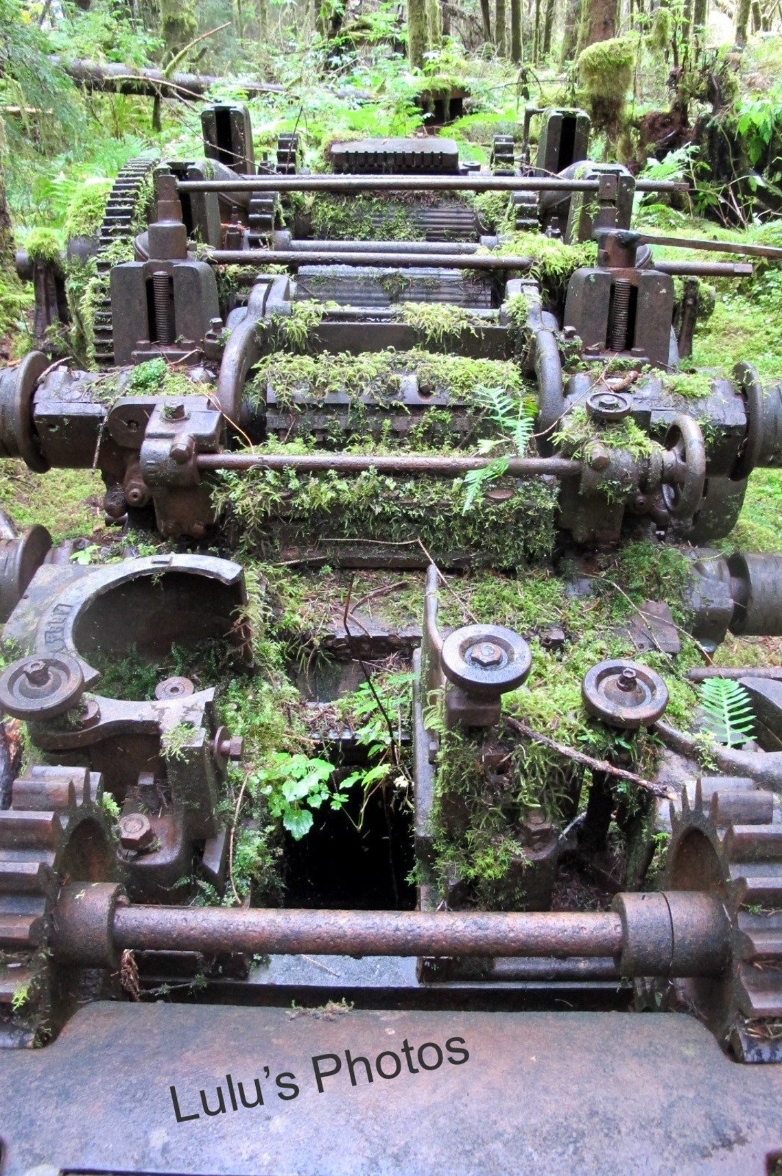 Old Logging Camp, Reclaimed by the Forest, Alaska, Landscape ...