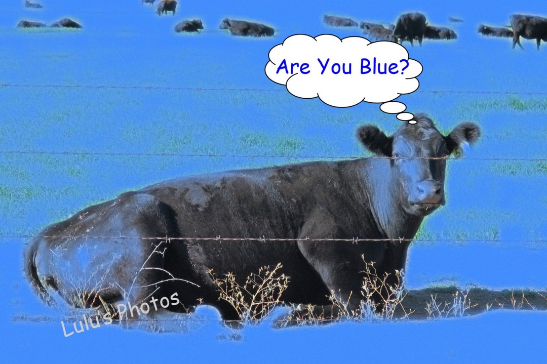Are You Blue, Cow Card, Personalized Card - Etsy
