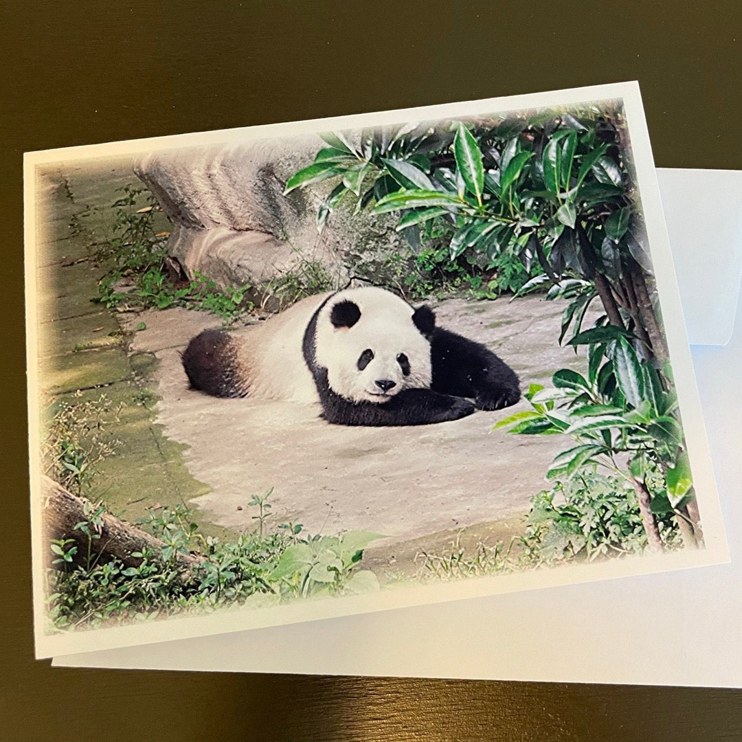Panda Note Card, Panda Photography, Animal Photography, - Etsy