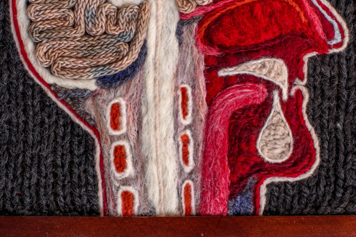 Bisected Human Head - Etsy