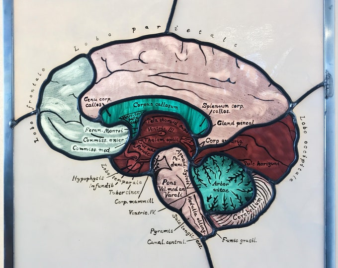 Anatomical Stained Glass Brain Diagram - Etsy