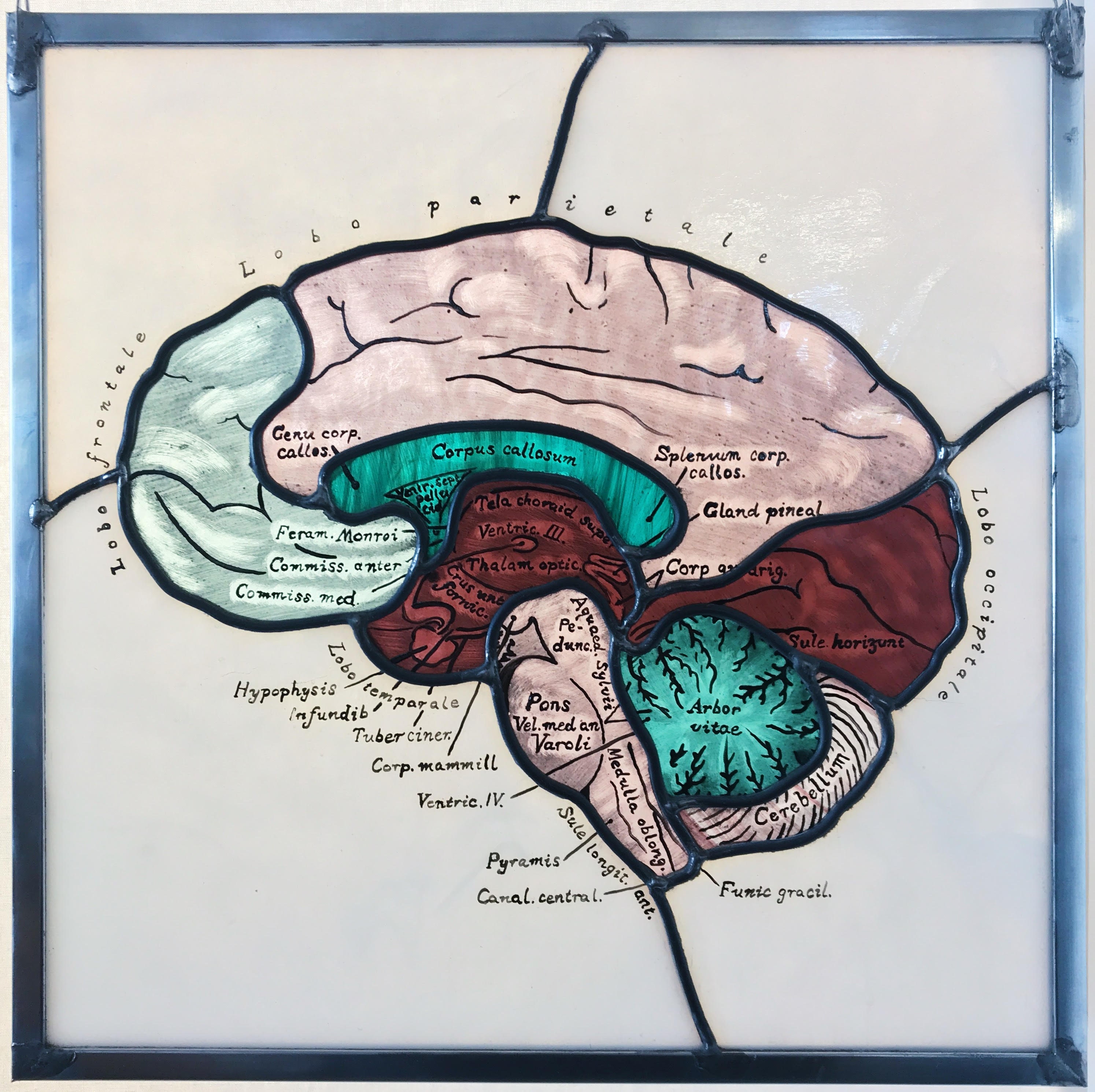 Anatomical Stained Glass Brain Diagram | Etsy