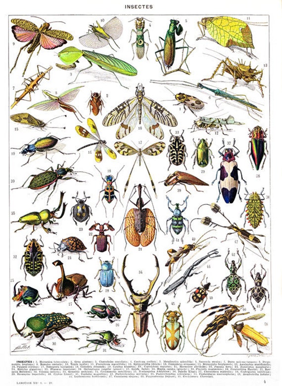 Insects Names