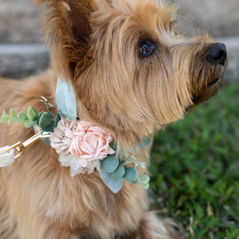 Dog Wedding Collar - Etsy