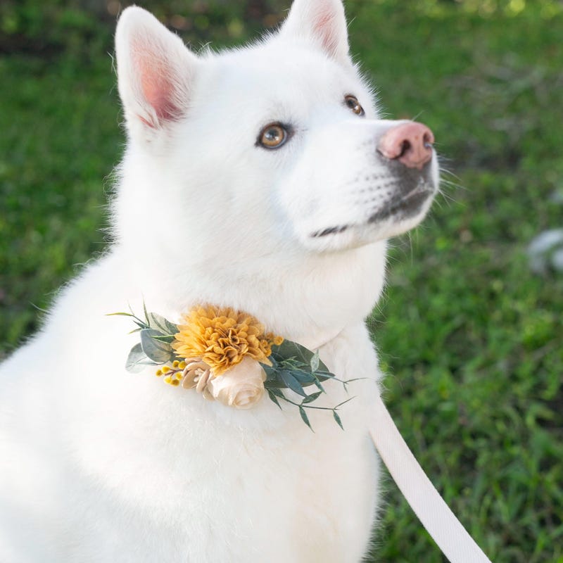 Removable Collar - Etsy