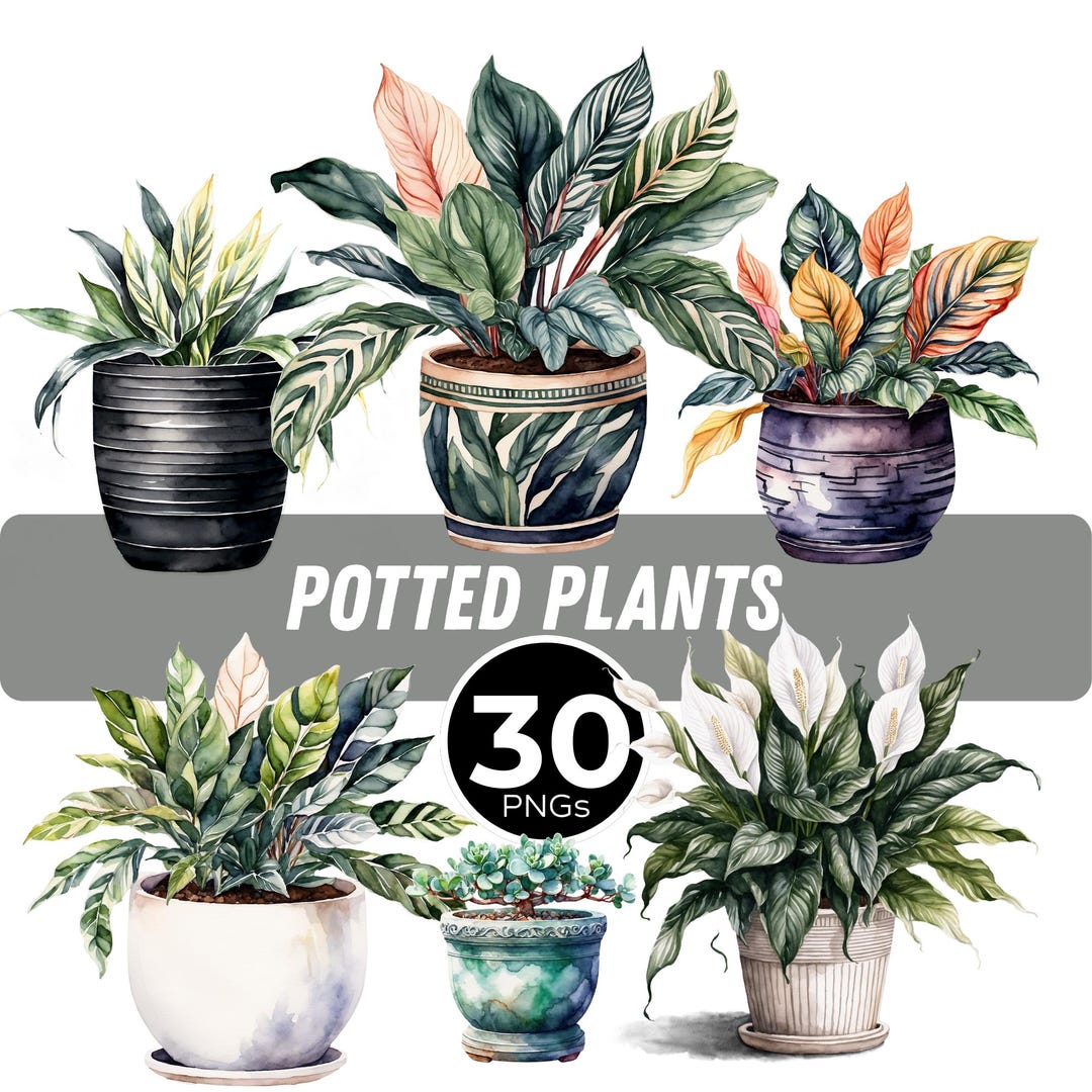Potted Plants Clipart Set, 30 Pngs, Watercolor Houseplants - Etsy