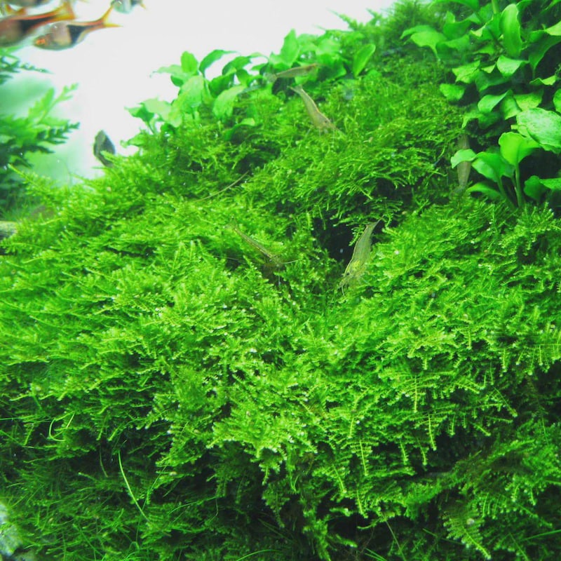 Aquarium Decor Structure - Etsy