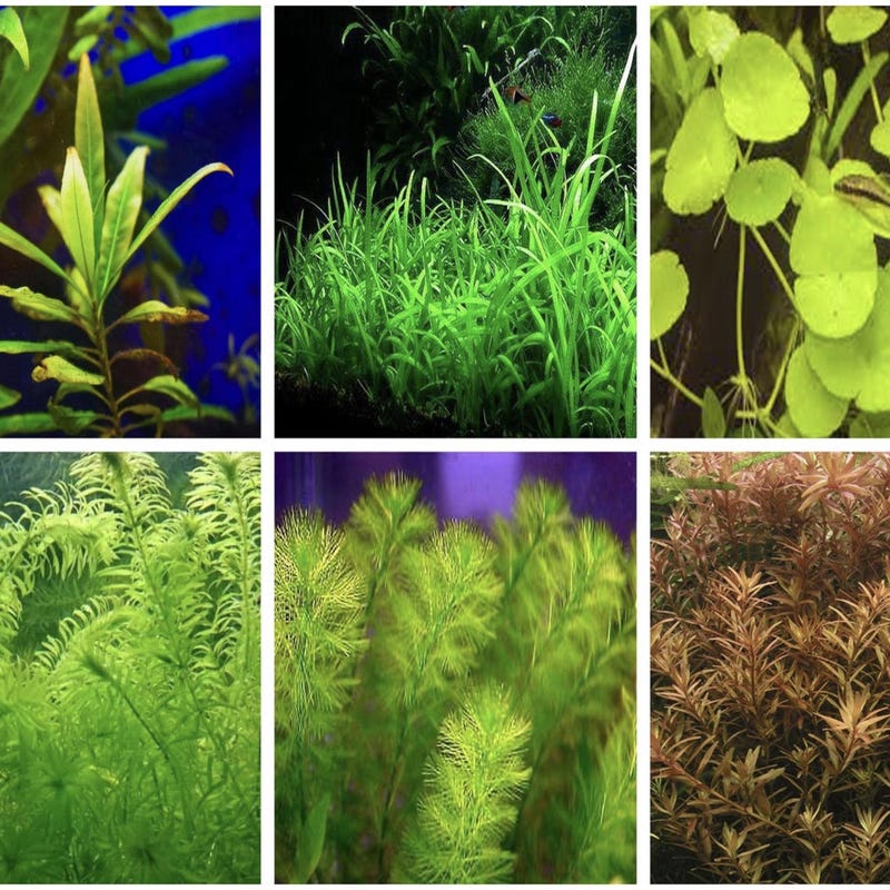 30 Red Root Floaters - Etsy