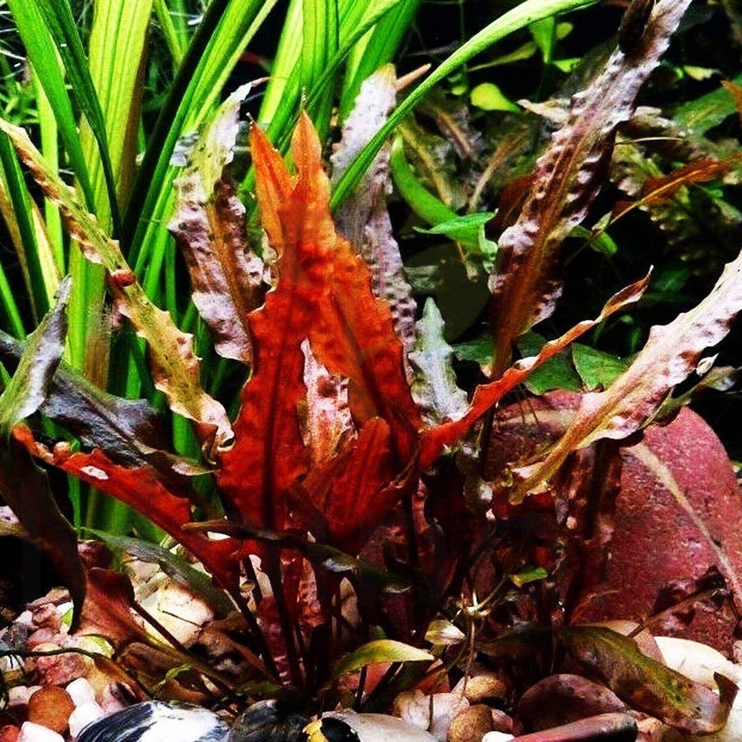 Buy2get1free Crypt Wendtii Red Cryptocoryne Wendtii Red Crypt Plant ...