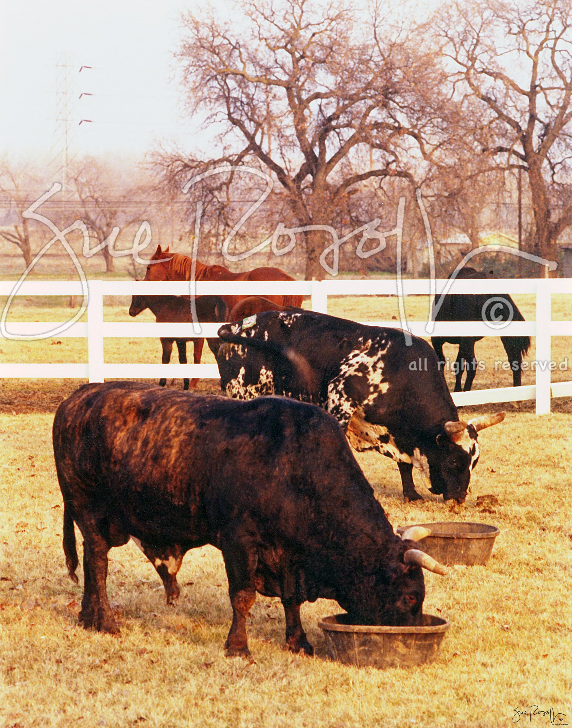 Red Rock and Mr. T, 1987 & 1986 World Champion Bucking Bulls, Retired ...