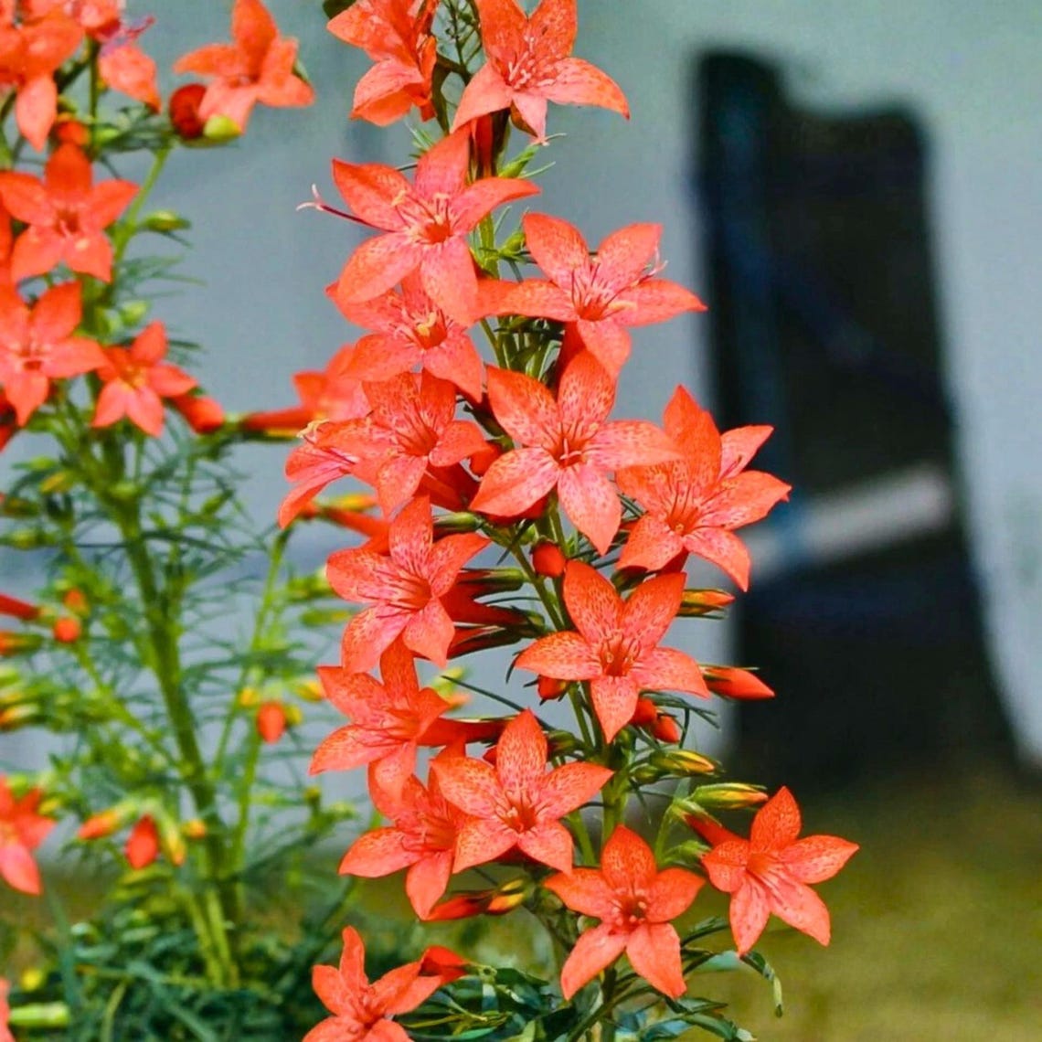 300+ Cardinal Flower Seeds | Lobelia Cardinalis | Red Native Wildflower ...