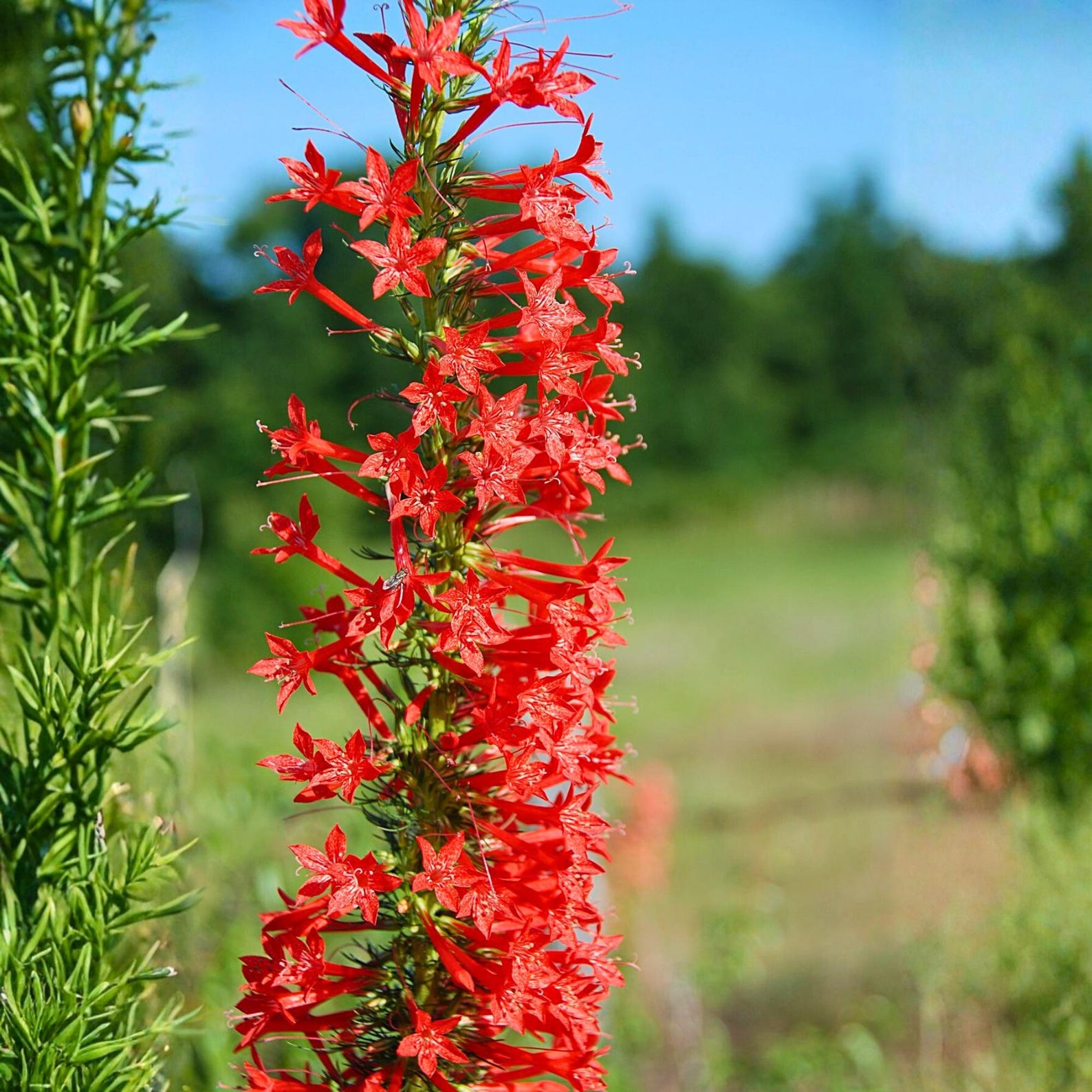 300+ Cardinal Flower Seeds | Lobelia Cardinalis | Red Native Wildflower ...