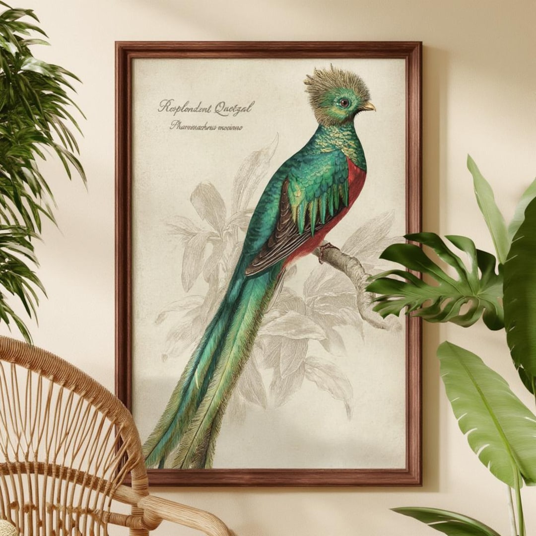 Resplendent Quetzal - Paradise Bird Vintage Victorian Lithograph ...