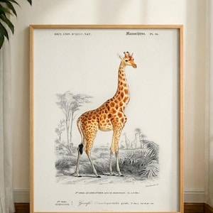 Vintage Giraffe Wall Art Print Antique Animal Illustration Safari Decor ...