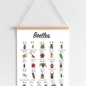 ABC Alphabet Watercolor A-Z Beetles Poster, PRINTABLE Art Bugs Print ...