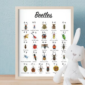 ABC Alphabet Watercolor A-Z Beetles Poster PRINTABLE Art Bugs | Etsy