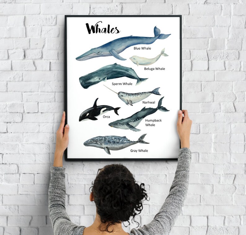 Types of Whales Watercolor Ocean Poster, PRINTABLE Art Print ...