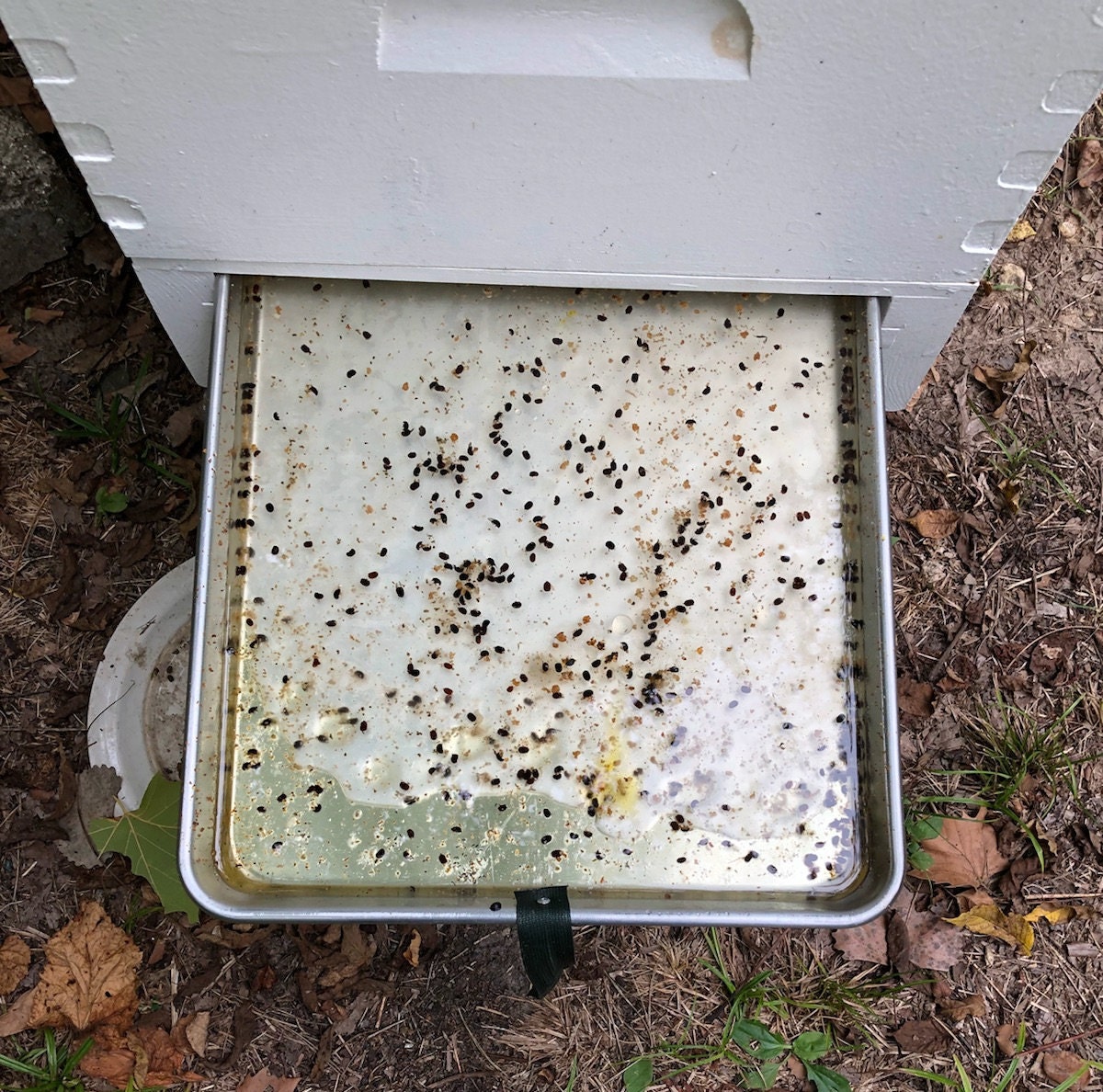 IPM Screened Bottom Board Beehive Supply for Honey Bee Beekeeping - Etsy