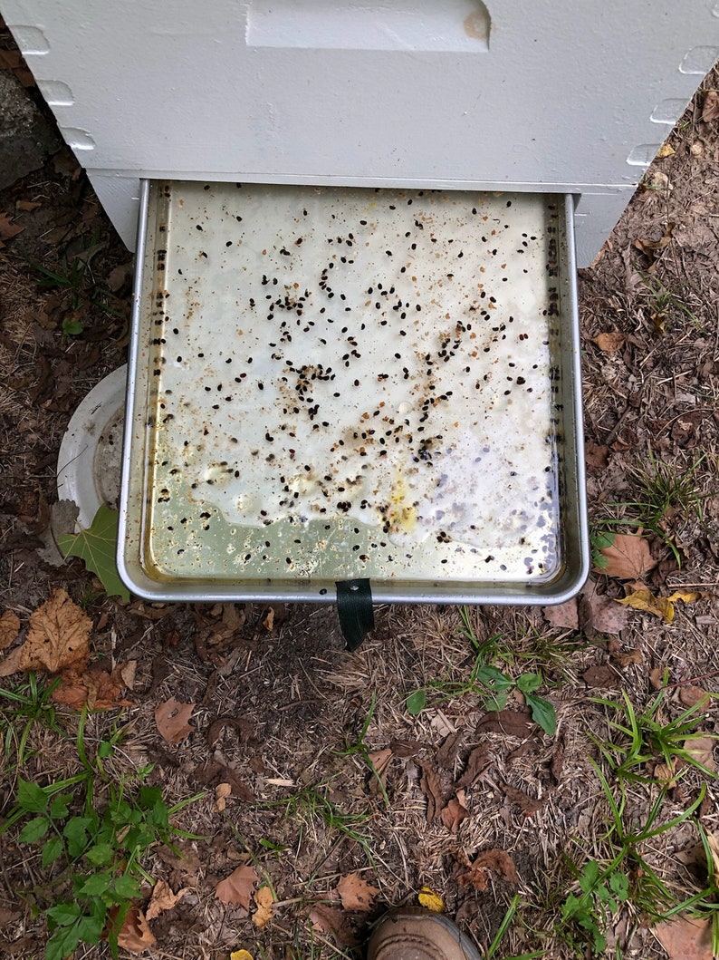 Premium Honeybee Hive Screened Bottom Board - Etsy