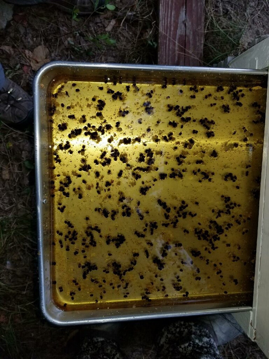 Premium Honeybee Hive Screened Bottom Board - Etsy