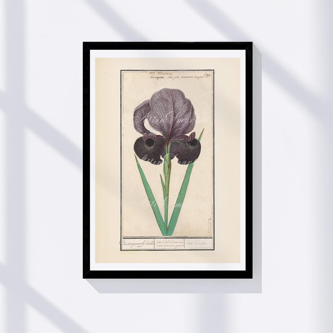 Iris Flower Art Print: Japanese Floral Poster - Blooming White and Blue ...