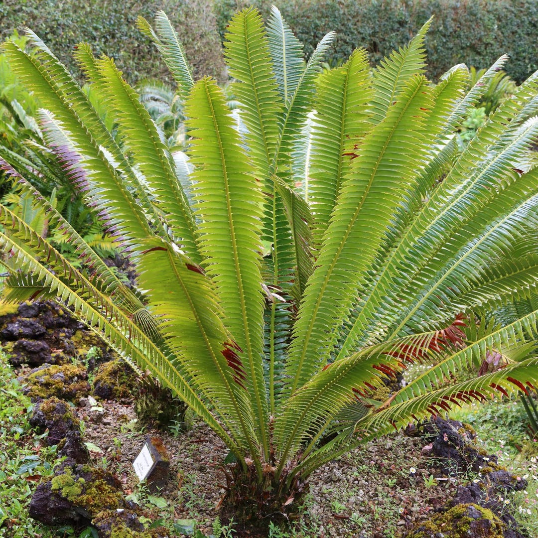 Palmier Bouteille (Hyophorbe lagenicaulis) - Plante de 20 cm - Etsy France