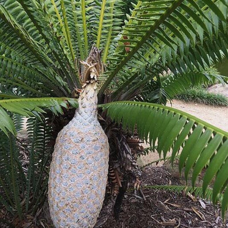 Palmier Bouteille (Hyophorbe lagenicaulis) - Plante de 20 cm - Etsy France