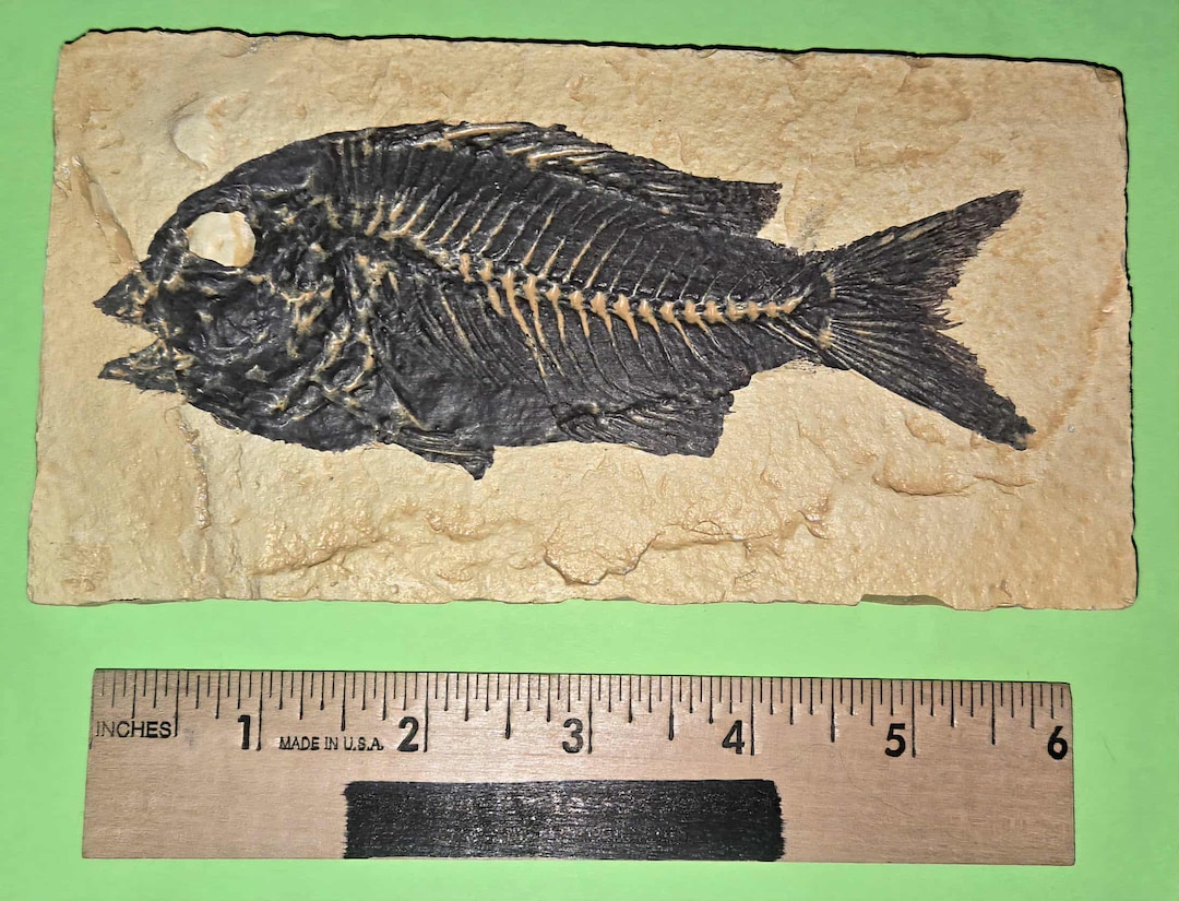 Sparnodus Fossil Fish Replica | Middle Eocene Monte Bolca | Museum ...