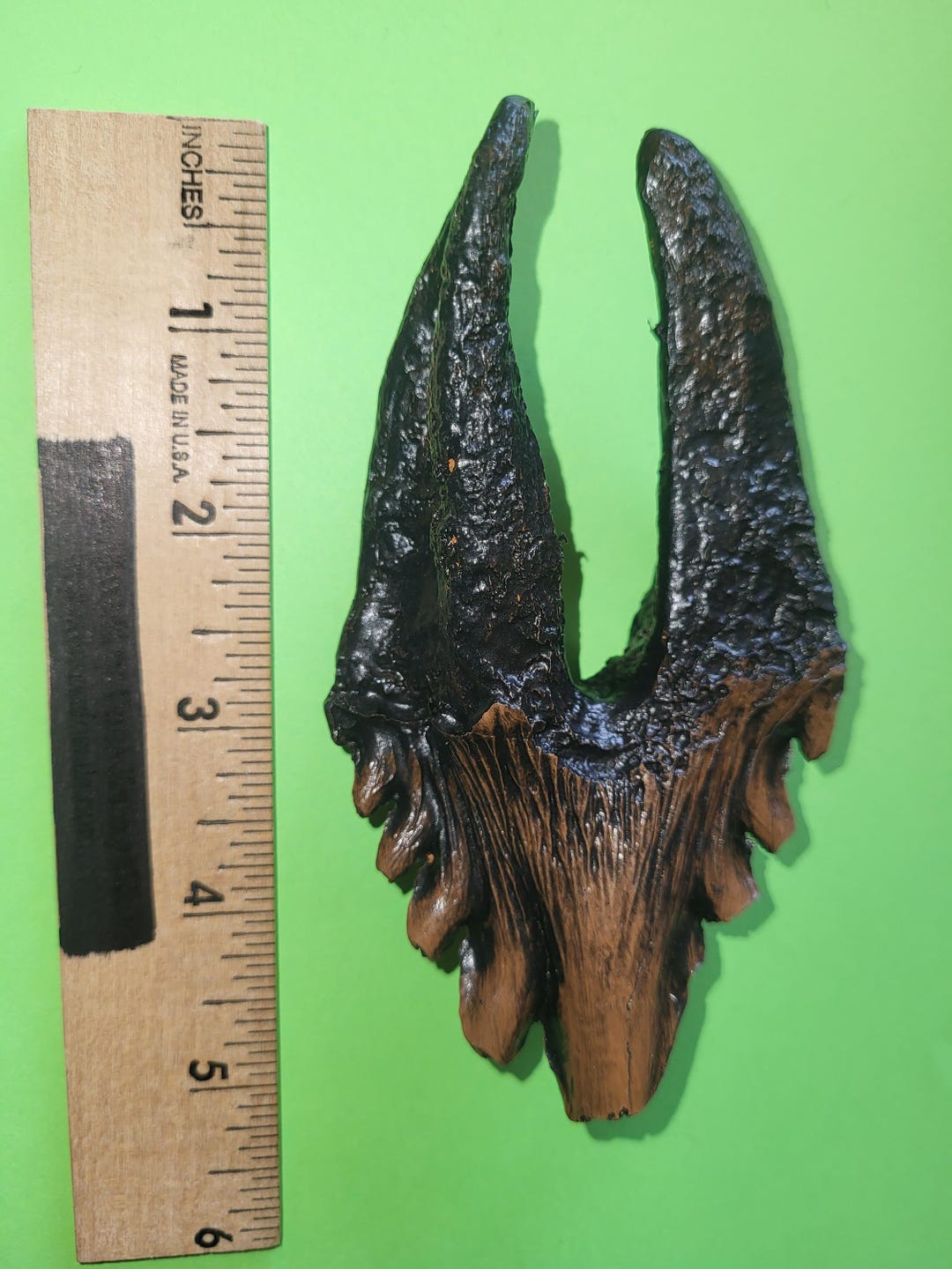 Zygorhiza Molar Replica – Primitive Whale Fossil Cast, Hand-painted ...
