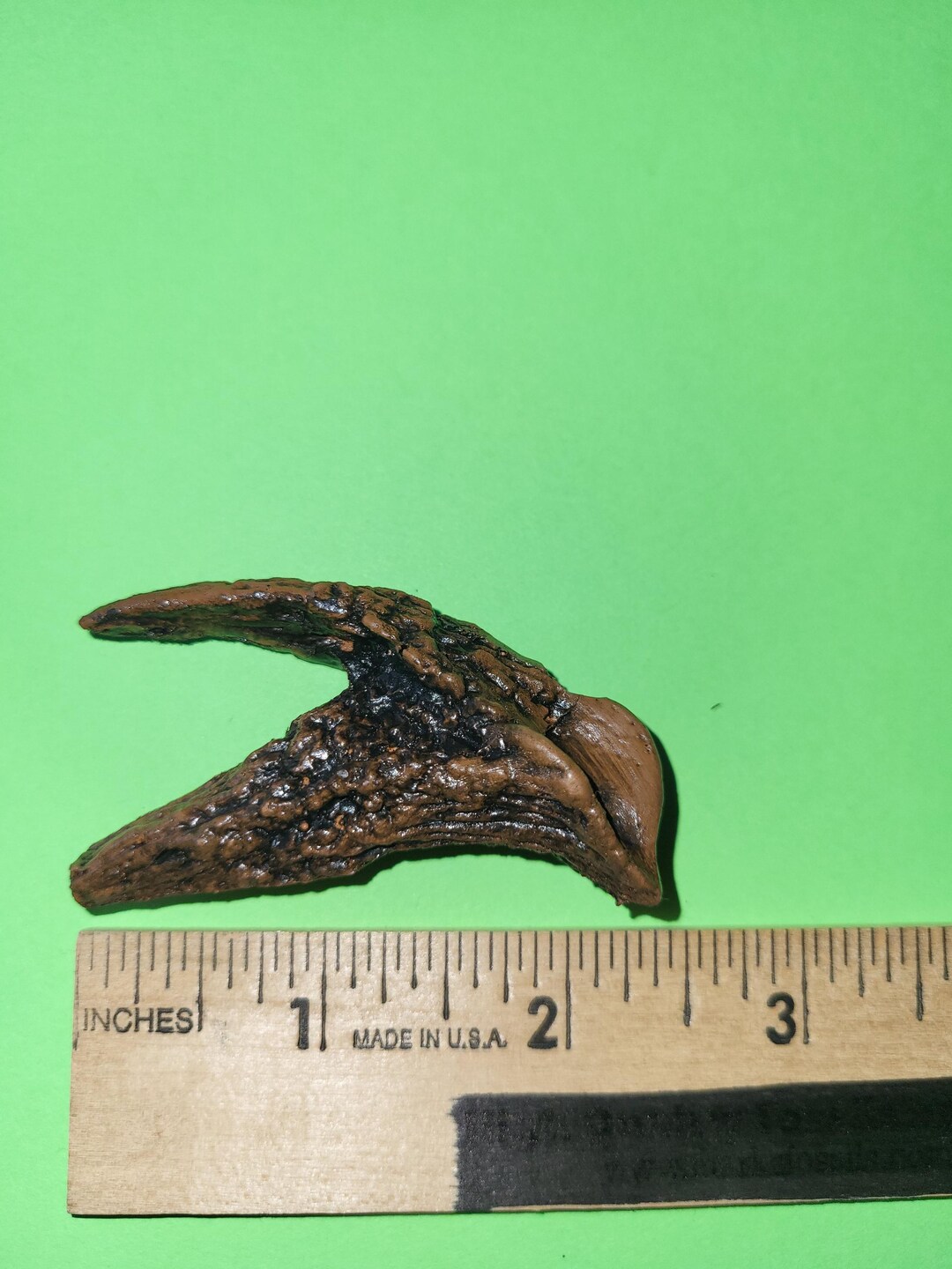 Triceratops Tooth With Root Replica - Dinosaur Fossil Cast, Hand ...